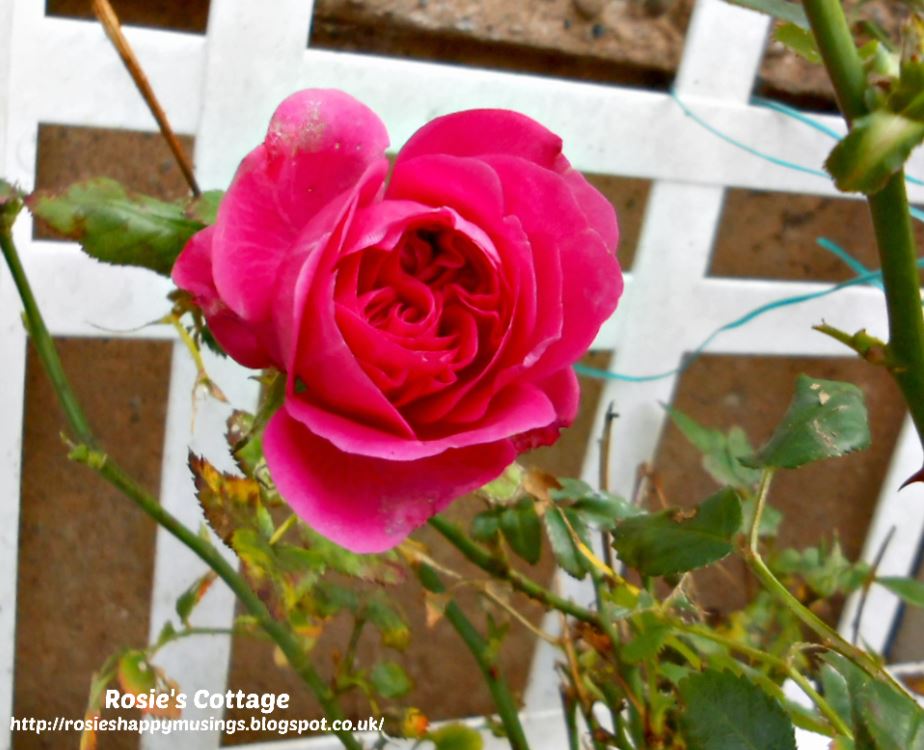 Rosie's Cottage: Autumn Smiles In The Garden