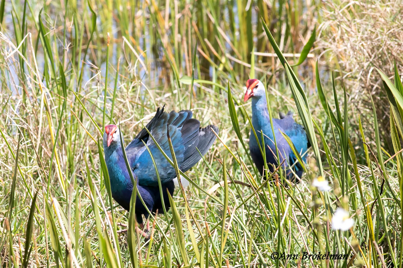 Ann Brokelman Photography: Swamp Hens in Florida