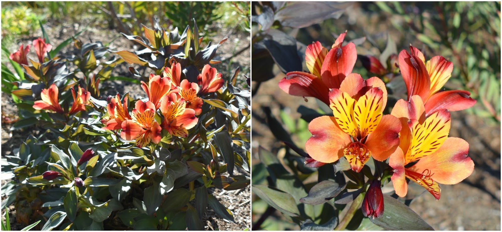 Late to the Garden Party: The Domino Effect