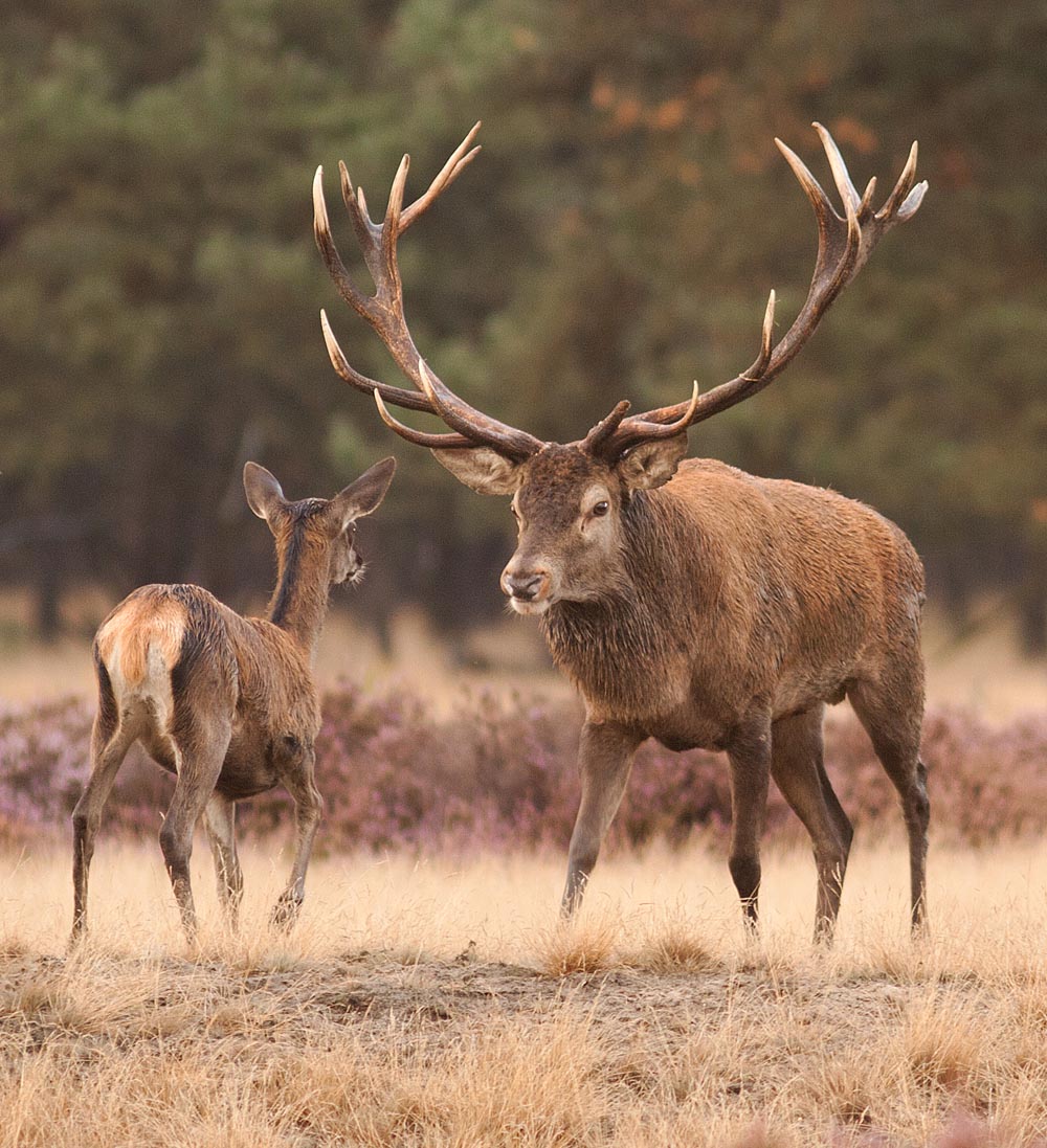 Natuurfotografie met Ben: Edelherten Bronst