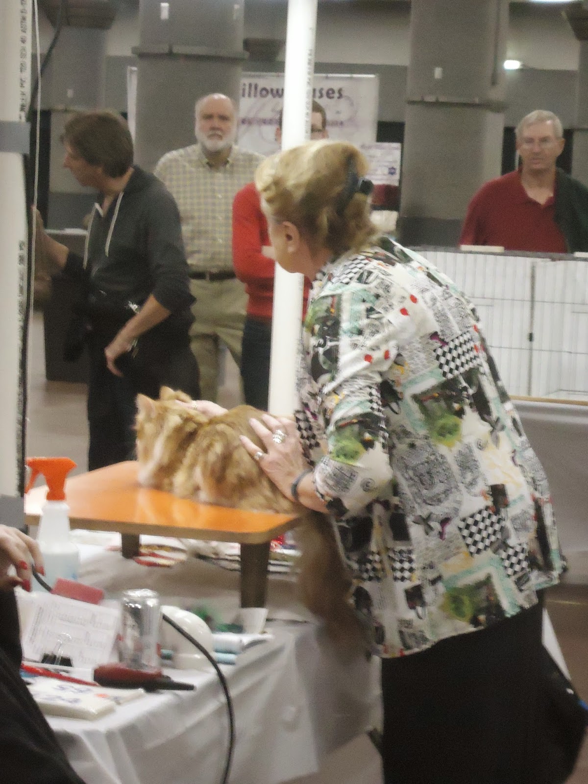Cat People Unite: Saintly City Cat Club Cat Show | Twin Cities Daily Planet
