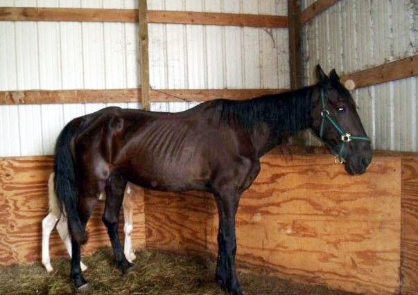 Four legged friends (and enemies): Emaciated horses rescued