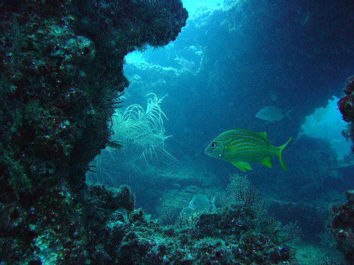 Aficionados al buceo: TOP 10 PLAYAS PARA BUCEO EN VENEZUELA