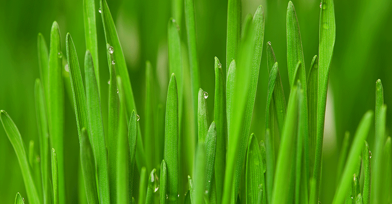 Wheatgrass Tea Benefits ~ Healthy Tea 101