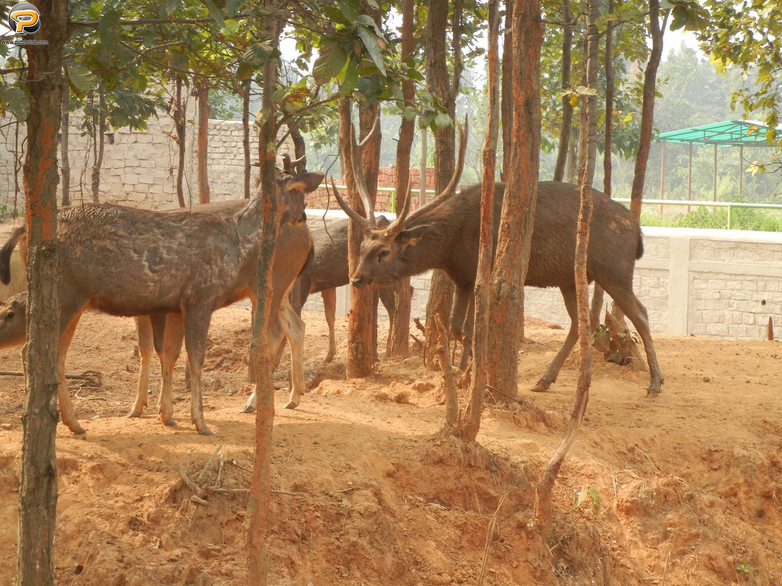 AMIMAANSI: Birsa Zoo Ormanjhi ,Ranchi