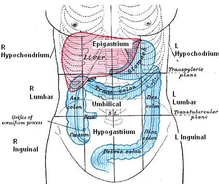 Medical Education: Abdominal surface anatomy