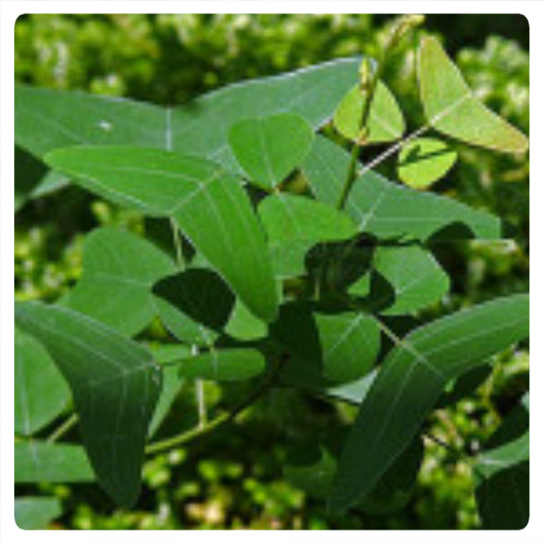 Cita Tani Nursery (NS0154959-D): Benih Pokok Rerama Hijau