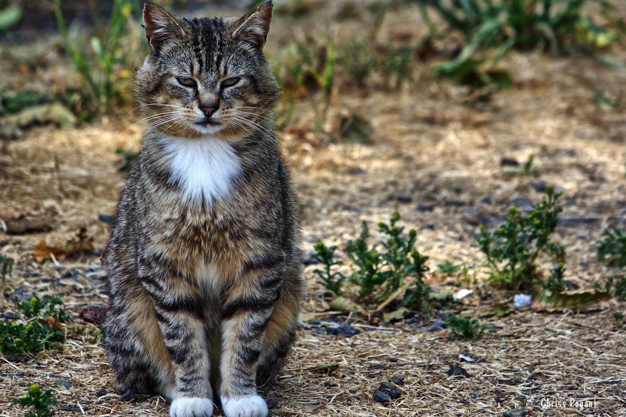 Majestic Tabby Tux Tom