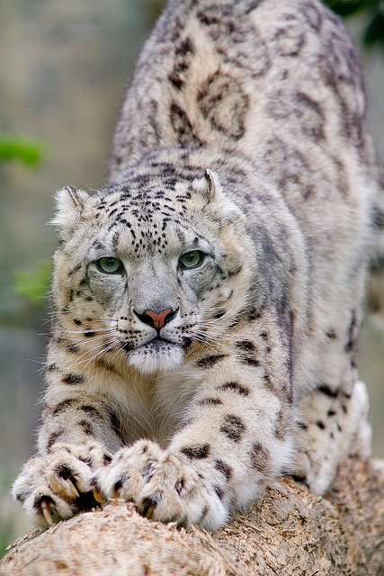 Snow Leopard Informative Facts & New Pictures | The Wildlife