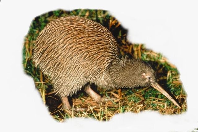 KIWI BIRD photos - wallpapers | the fun bank