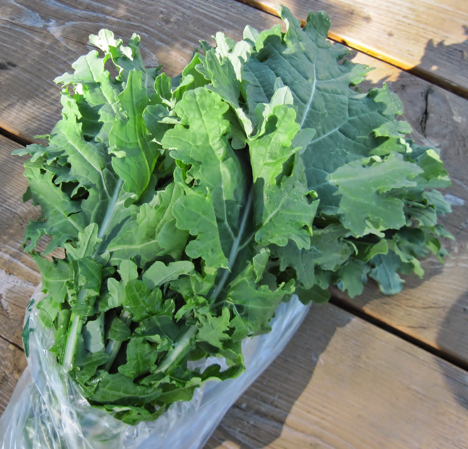 Carolina Sauce Company