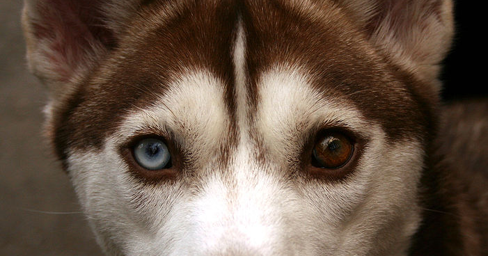 qpapp: 오드아이 사진모음! 강아지 오드아이, 고양이 오드아이~ Odd eye Photo collection! Dog Odd ...