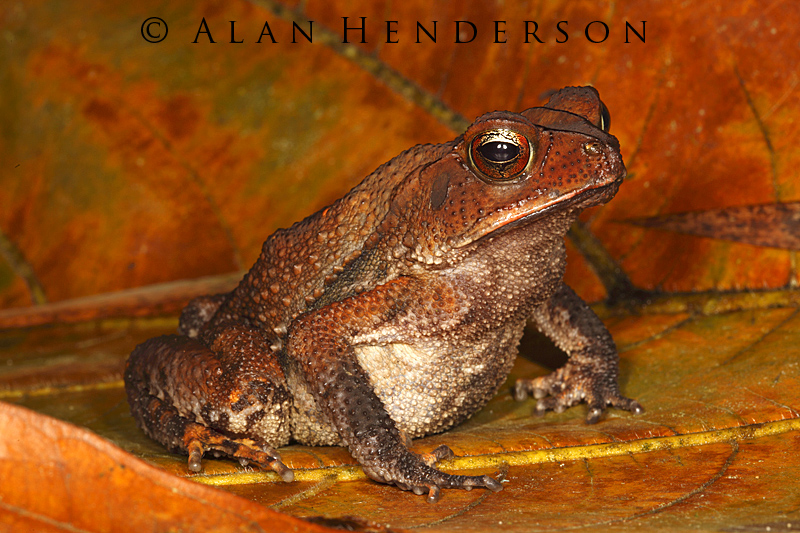 Minibeast Wildlife - Rainforest Encounters: Costa Rica - A mixed bag