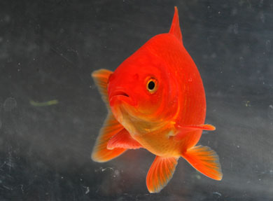 Goldfish facts | Facts About All