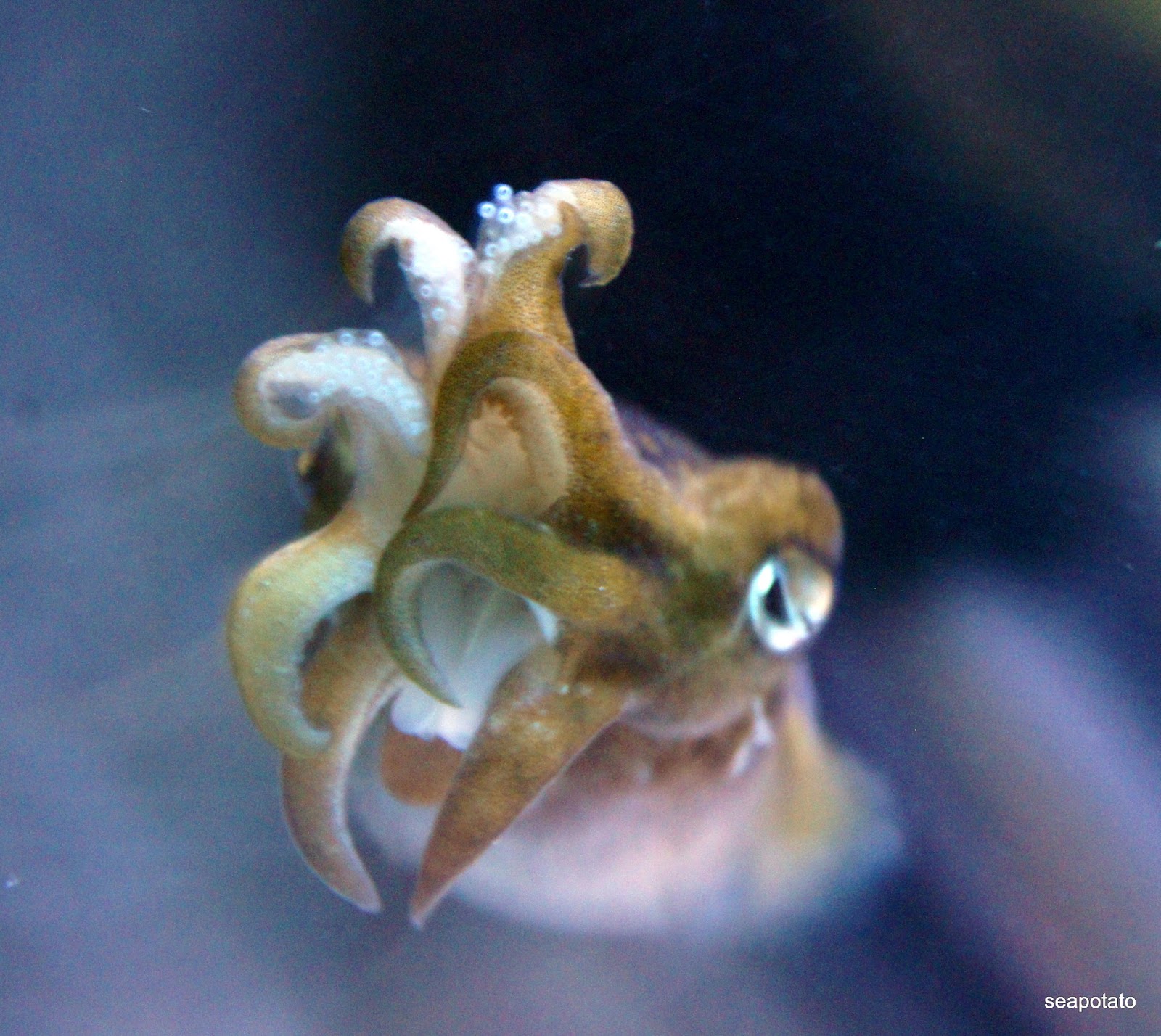 Savvy Shopping, Deals & Reviews: Sharks and Rays at the Vancouver Aquarium