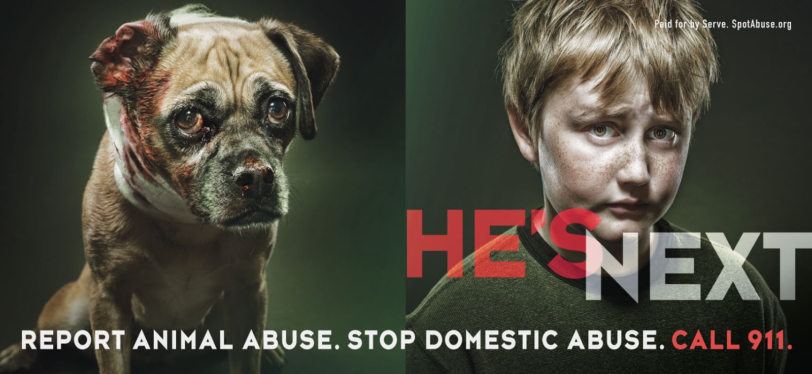 Animal Abuse: Forms Of Mistreatment Of Animals