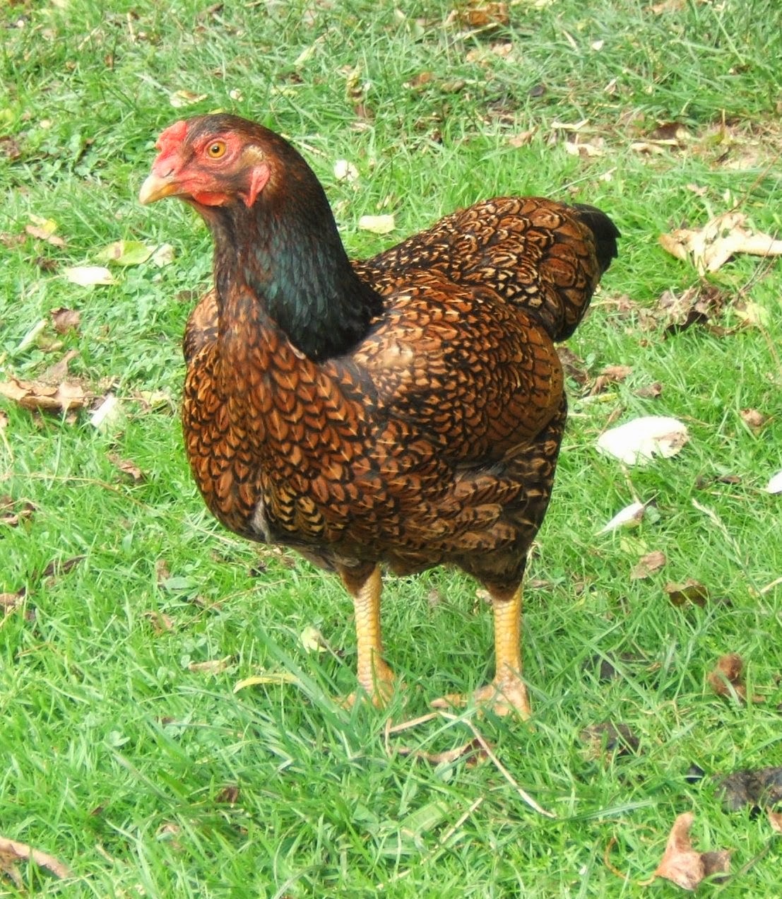 Wallpaper hen hd images-hd picture hen download - Fresh Wallpapers 2014