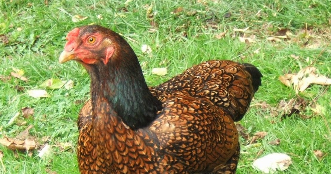 Wallpaper hen hd images-hd picture hen download - Fresh Wallpapers 2014