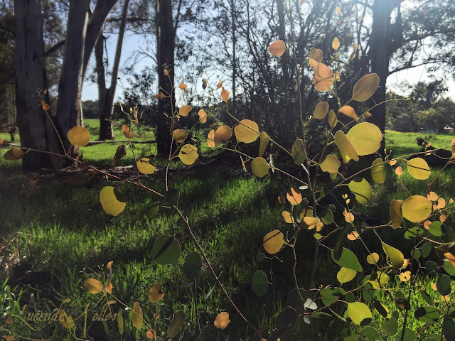 Cobalt Violet: Terri Ford Pastel Workshop and Ojai Preserve Painting in ...