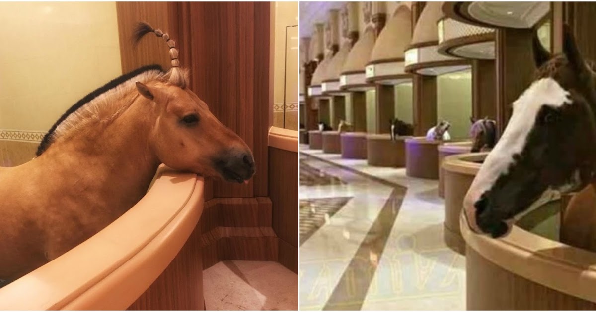 inside The world's most luxurious horse stable in Dubai ~ Viral Mag Dubai