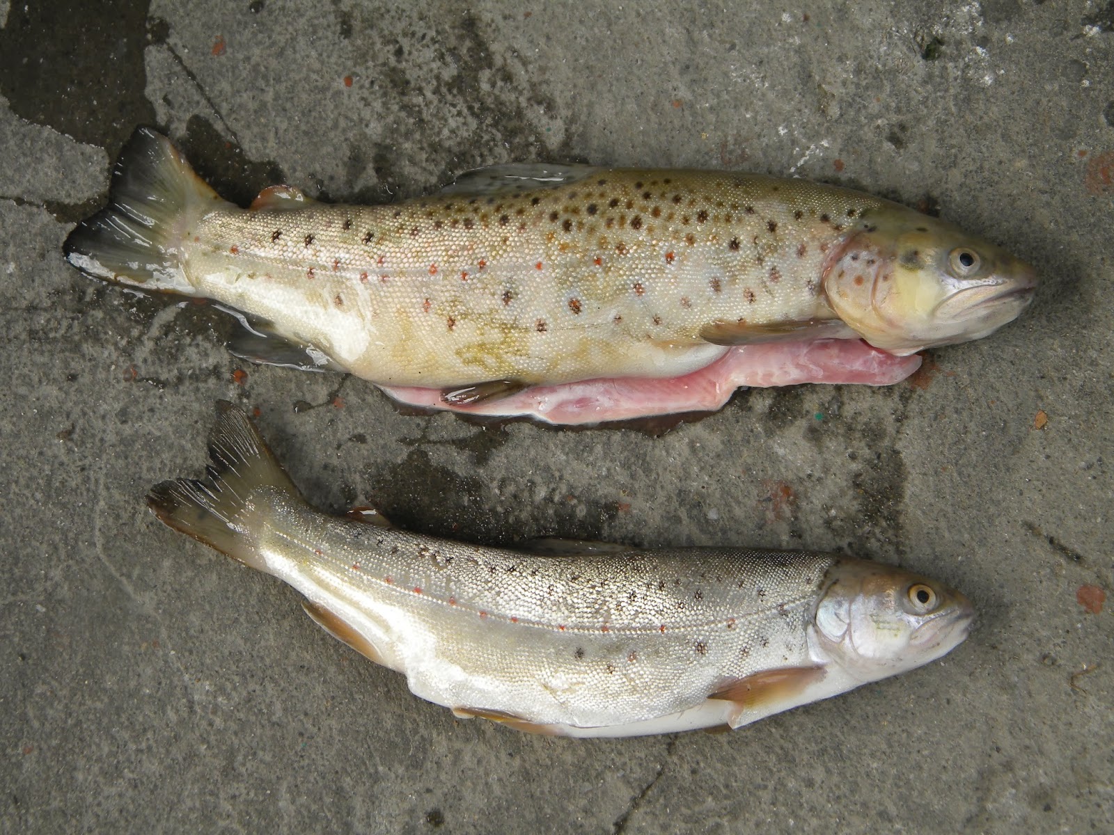 Trout Fishing In Kullu Valley : BAROT
