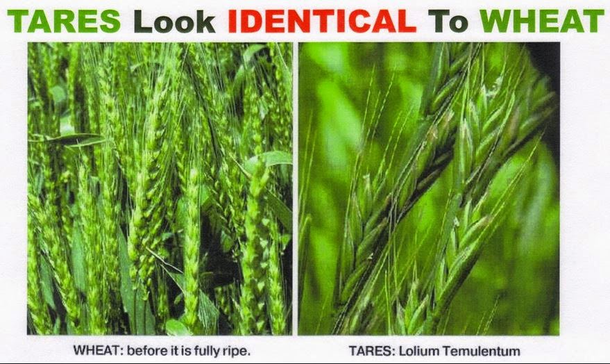 Rejoice He Lives: Who Leaves First? The Wheat or the Tares?