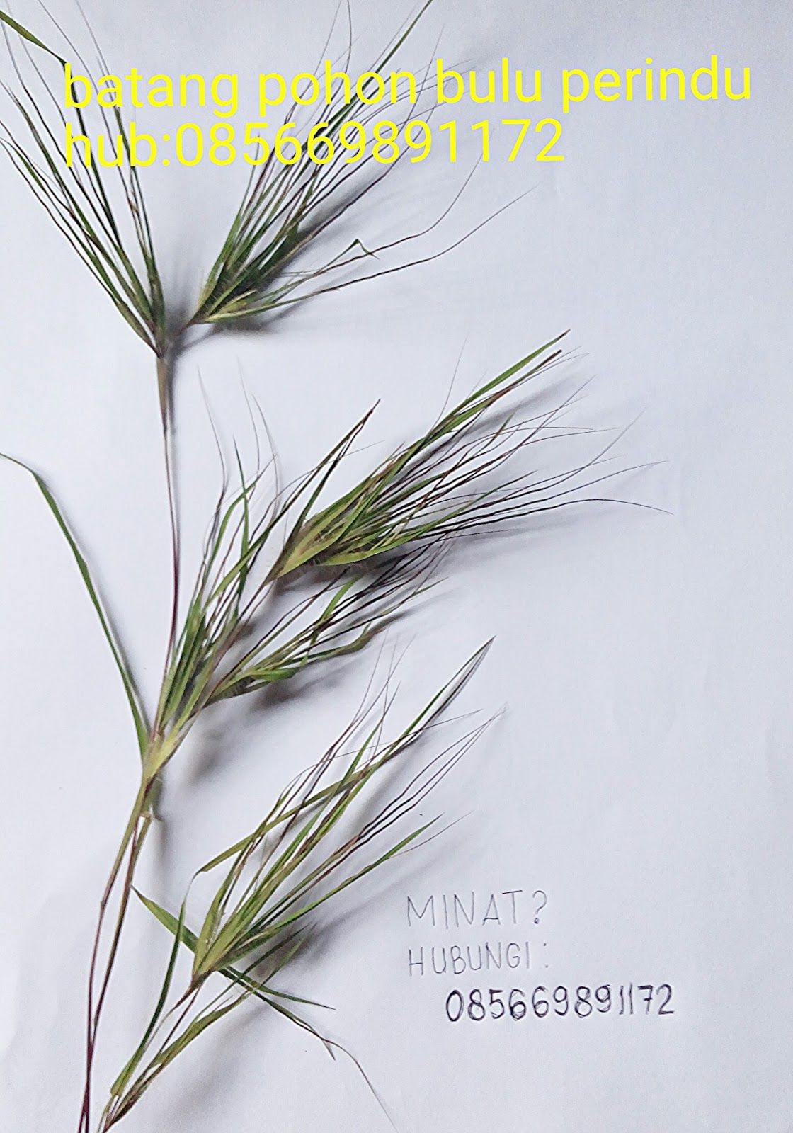 pengasihan bulu perindu