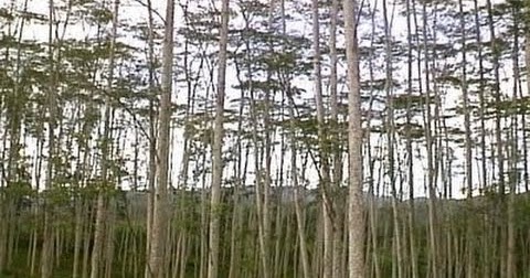 Mengenal Kayu Albasia