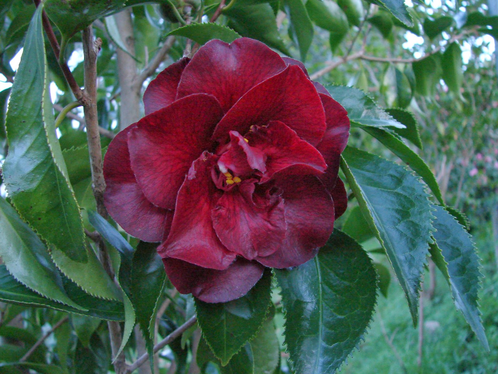 Camelilongo: Camellia japonica `Black Magic´