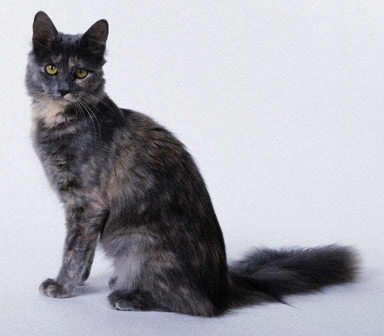 Angora turco azul-crema