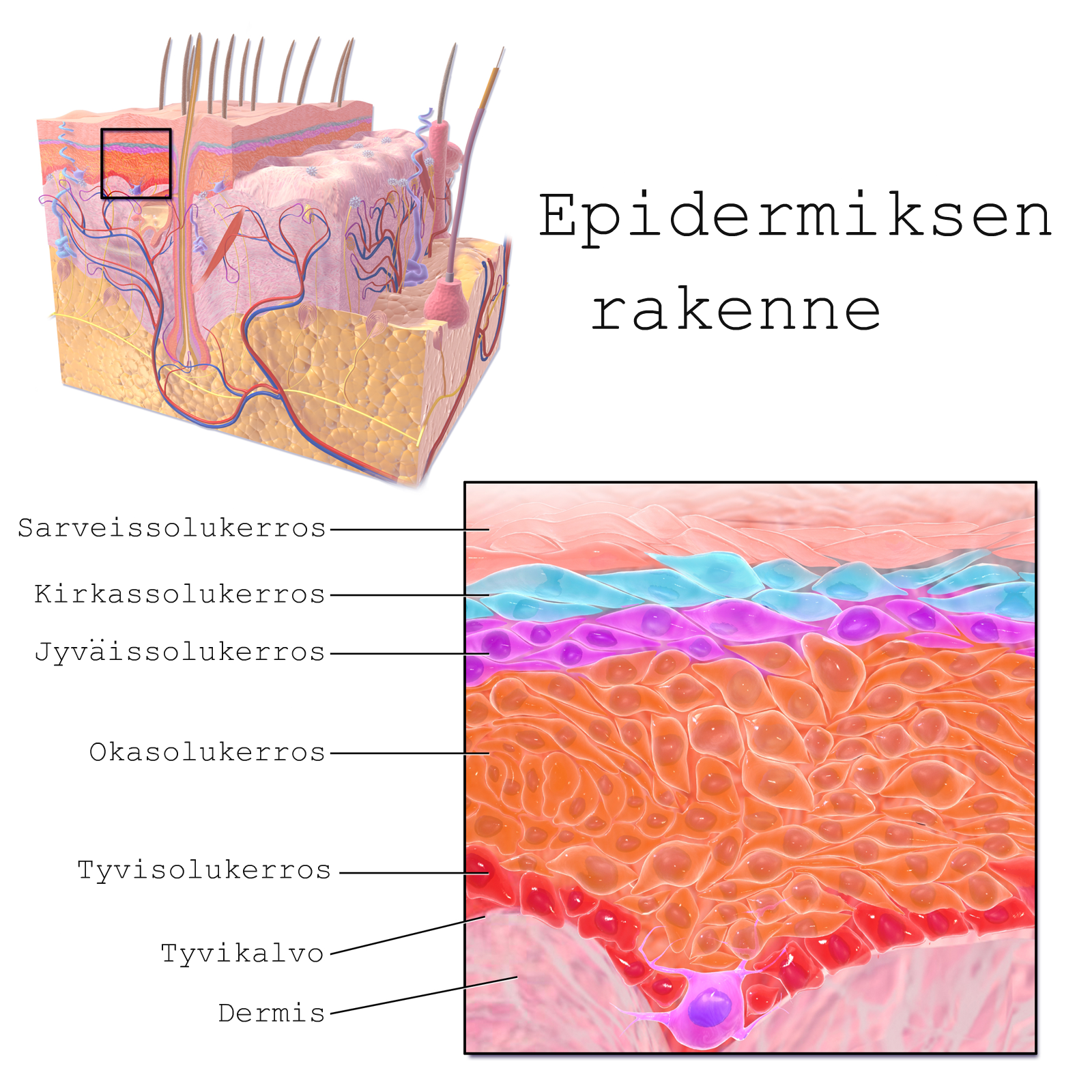 Tavoitteena terve iho: Terveen ihon rakenne