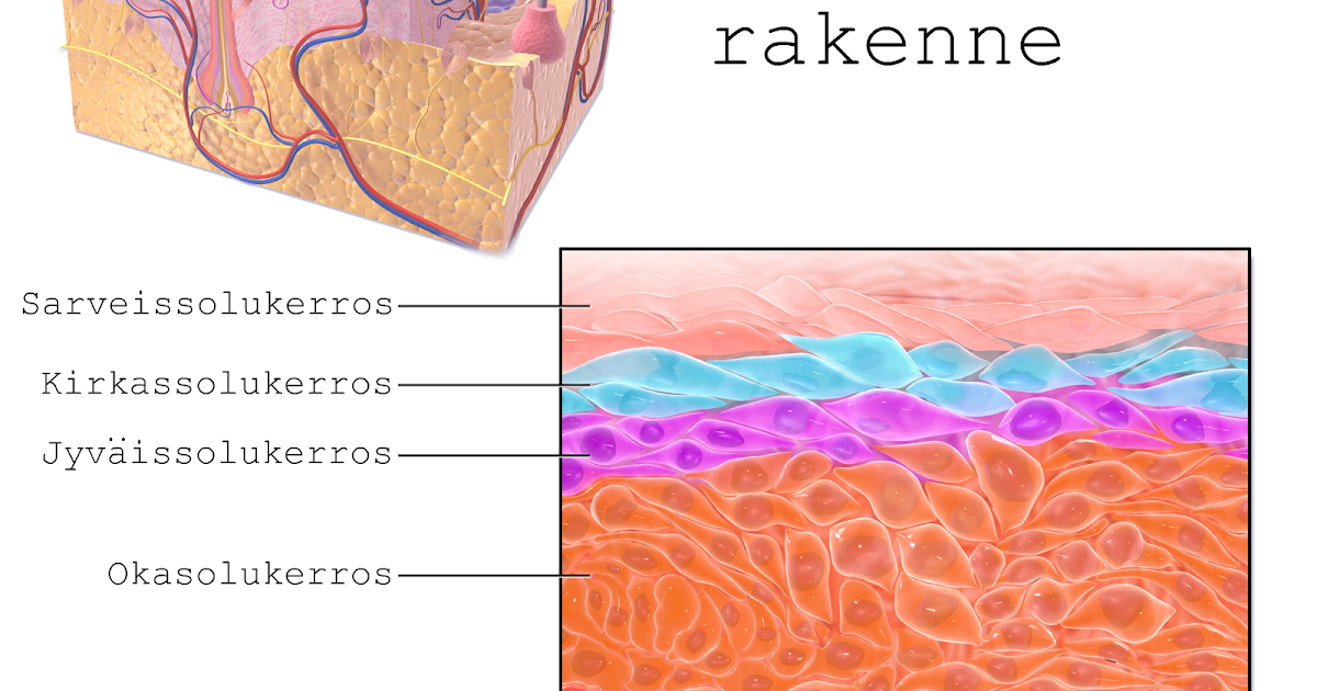 Emmmin hius blogi: Iho ja ihonrakenne