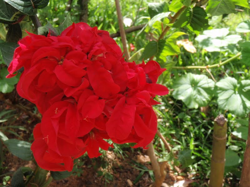 And so it begins: Trees, Flowers and Shrubs of Madagascar