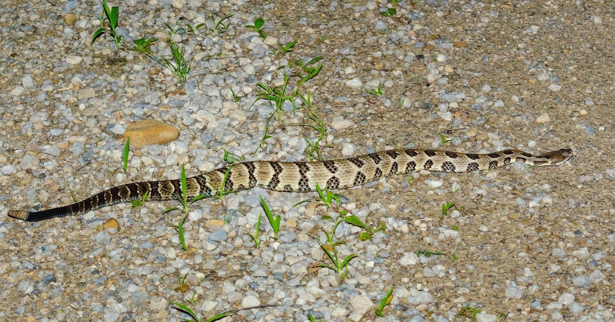On the Subject of Nature: Timber Rattlesnake!