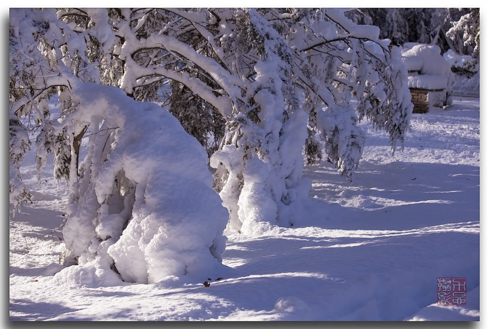 See What I See: Snow damaged