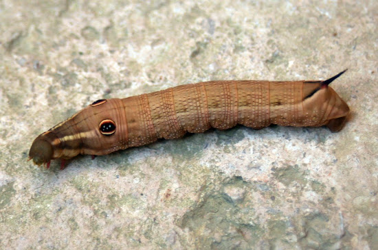 Que significa soñar con gusano | Significado de los sueños