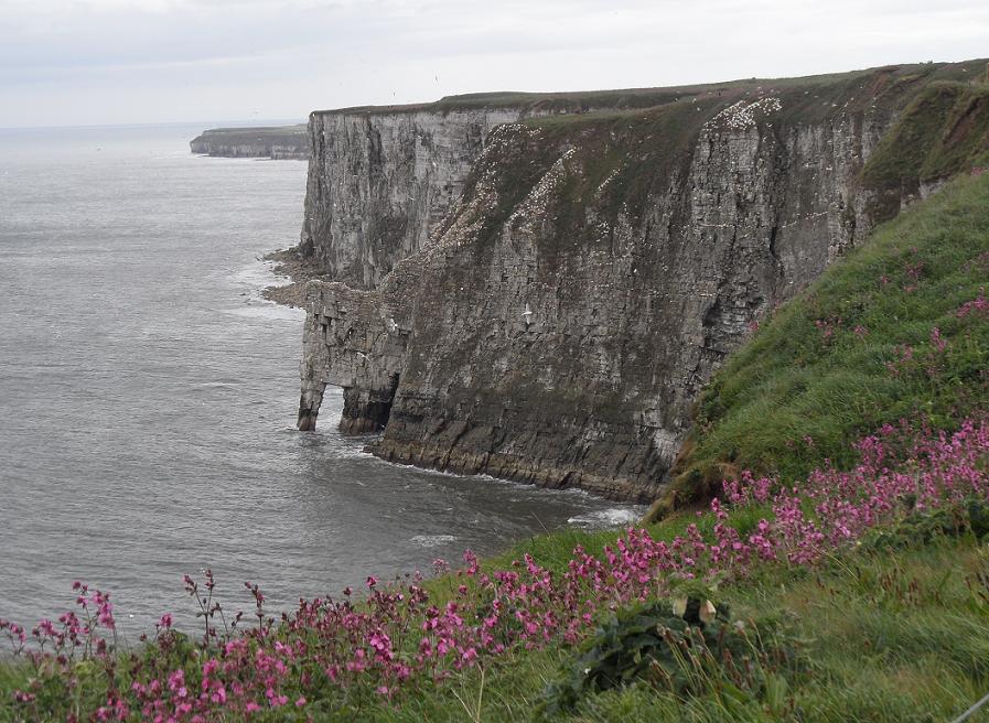 Dannysbirds: Bempton Cliffs