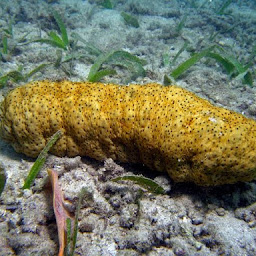 Selamat Datang di teripang-ku..!