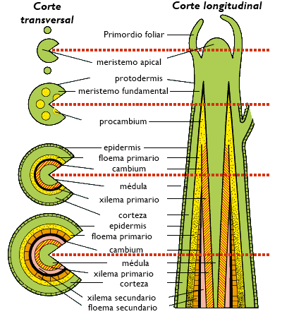 Biología 1ºBCNyT(ABDERA): Meristemos.