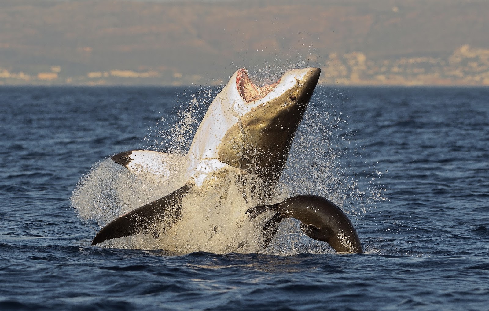 Emergency Zone: 3 Ways to Avoid a Shark Attack