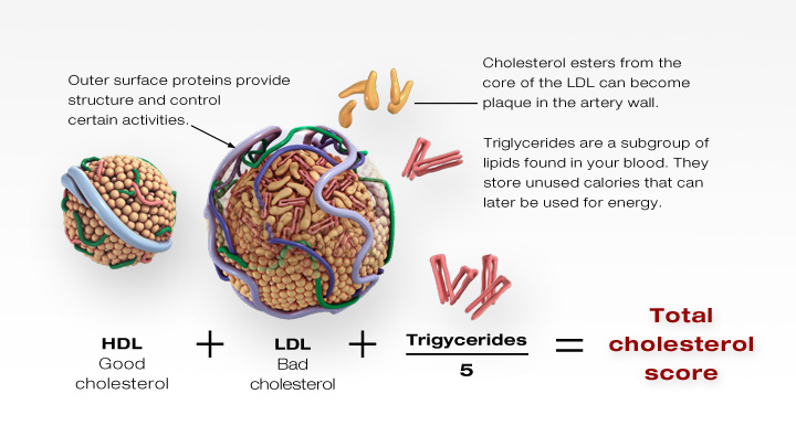 Recovery Corner: Understanding Cholesterol