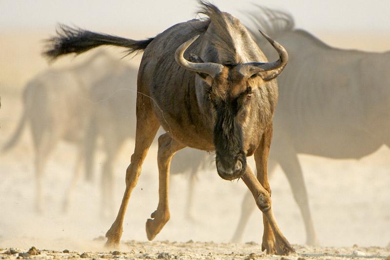 The Wildebeest | Interesting Animal All Amazing Facts | The Wildlife