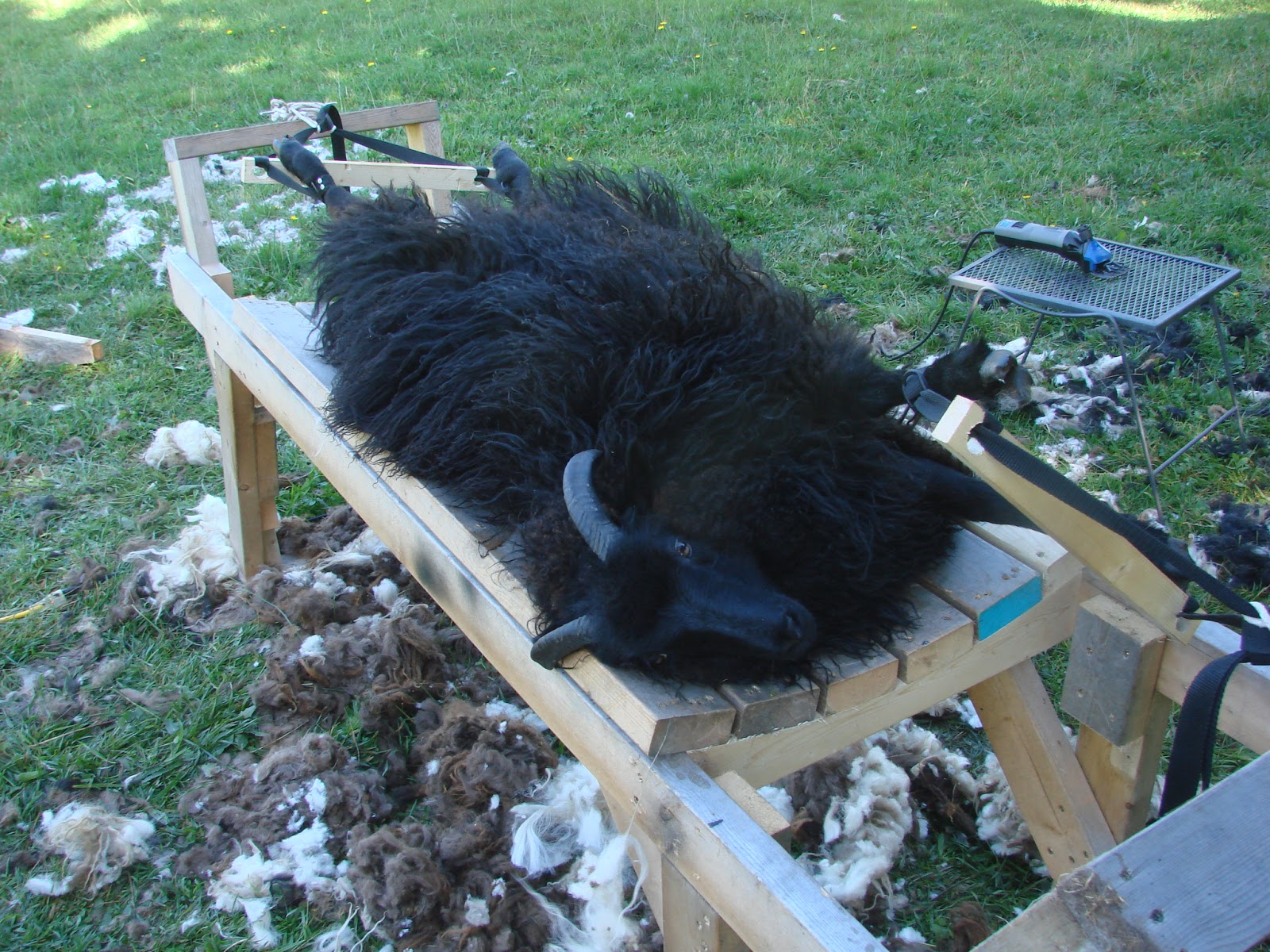 Kilpelän Luomutila ja Sen Ympäristö: My Self-Loading Sheep Shearing Table