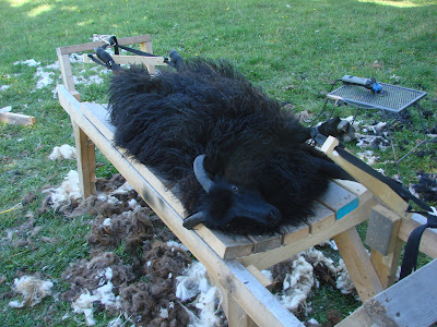 Kilpelän Luomutila ja Sen Ympäristö: My Self-Loading Sheep Shearing Table
