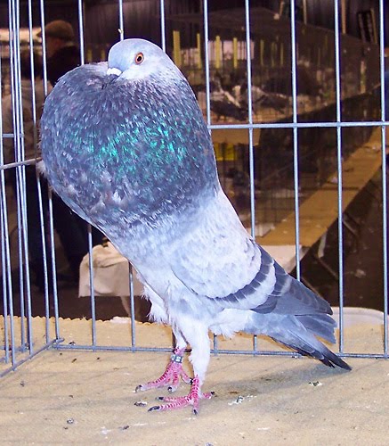 Love, Fiercely: A Gilded Age Romance by Jean Zimmerman | Goodreads