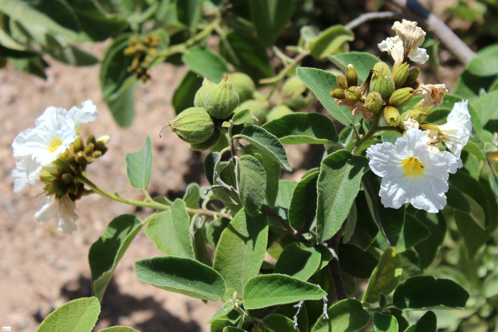 Wildflower Loop Trail, Desert Botanical Garden, Arizona | Caravan Sonnet
