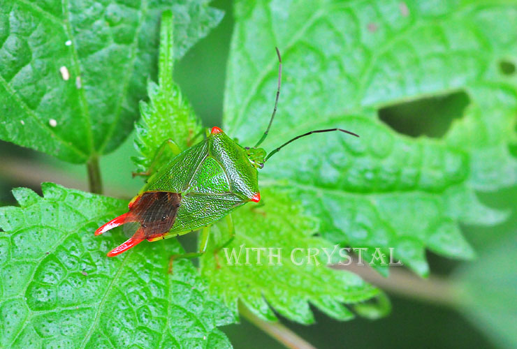 Korea's biodiversity