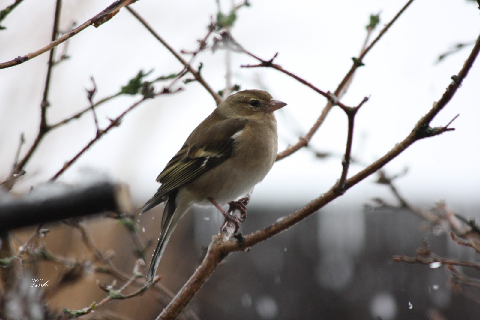 vogelparadijs: assortiment u-z