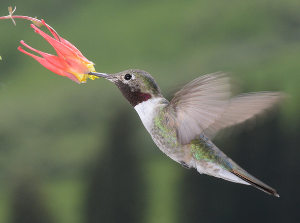 Colorado Mountain Gardener: What is a Native Pollinator? By Ed Powers
