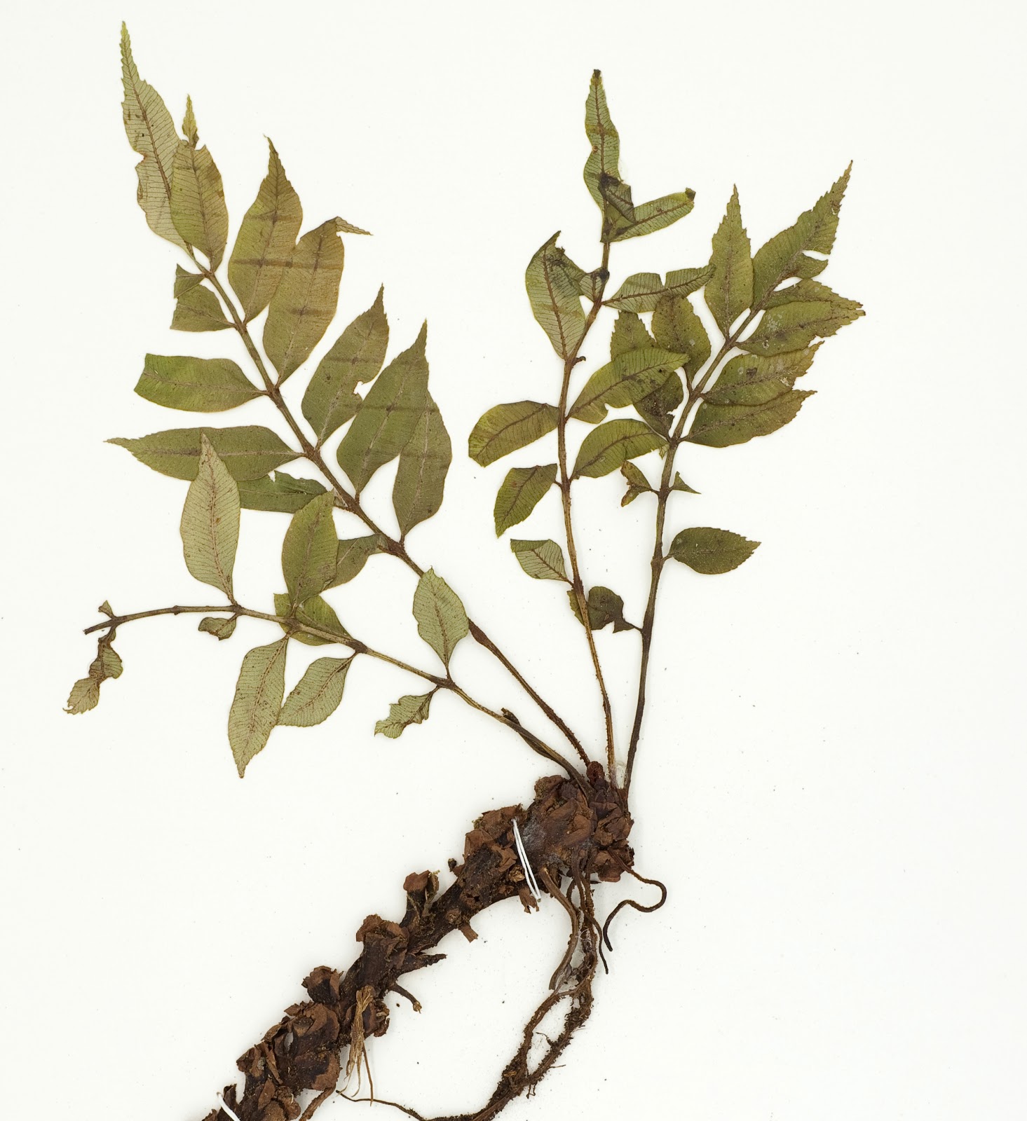 FAMILIA DE HELECHOS EN PUERTO RICO: MARATTIACEAE DANAEA